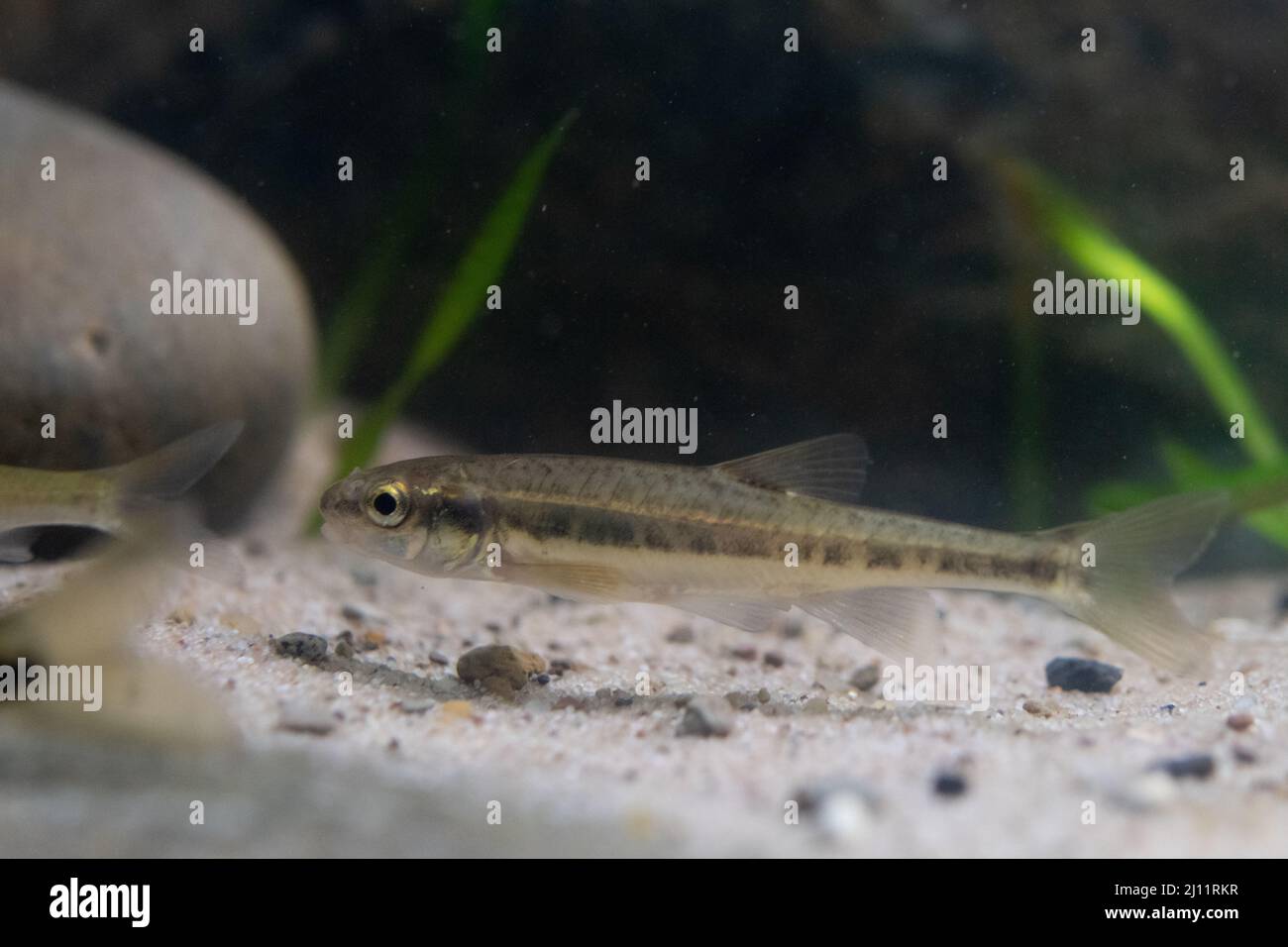 Freshwater minnow hi-res stock photography and images - Alamy