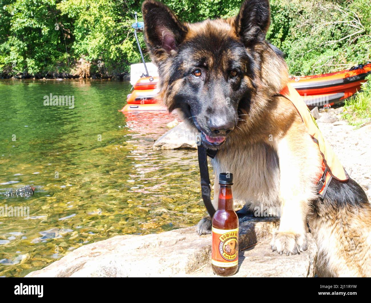 Search and Rescue Dog. Water Rescue Drill Stock Photo - Alamy