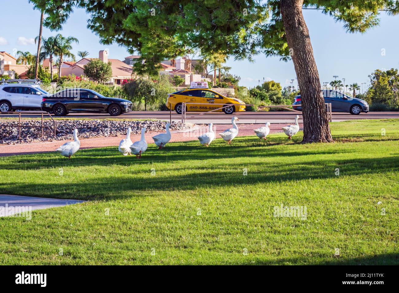 A line of geese walking towards Chaparral road with cars at Chaparral ...
