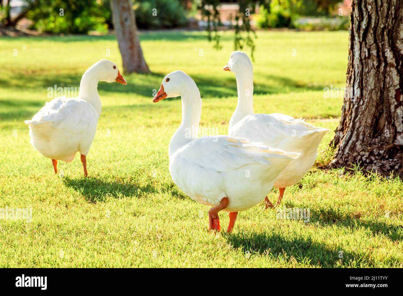 Three geese on the grass at Chaparral Park in Scottsdale, Arizona Stock ...