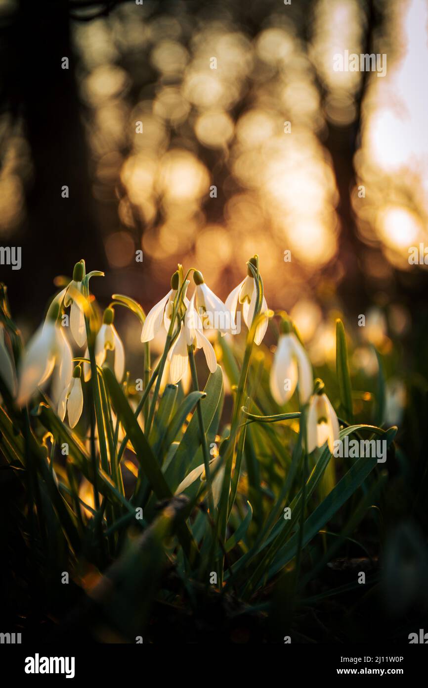 Shot yellow snowdrop flower hi-res stock photography and images - Alamy