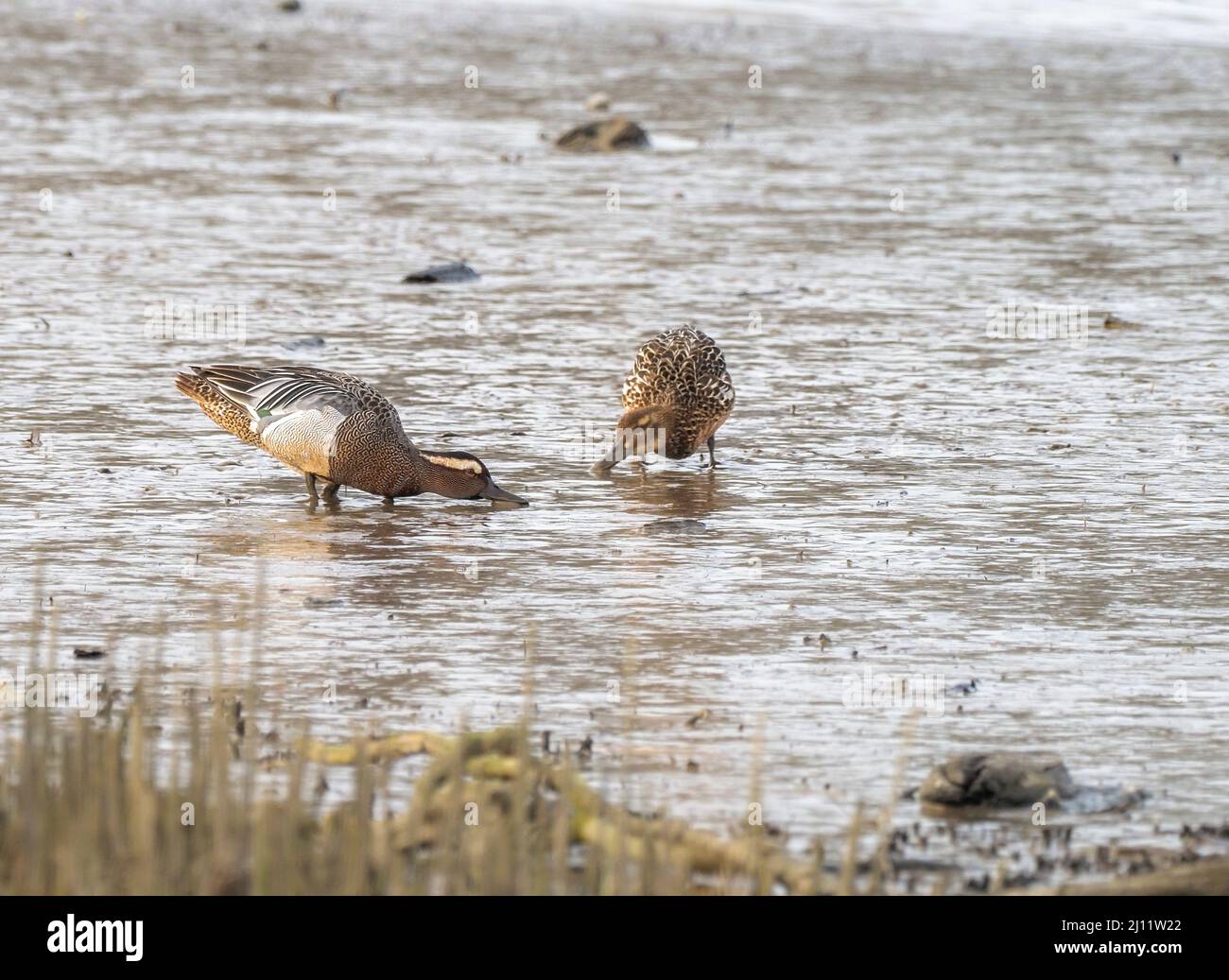 Garganey duck hi-res stock photography and images - Alamy