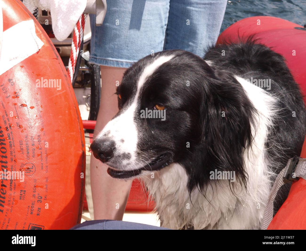 Search and Rescue Dog. Water Rescue Drill Stock Photo - Alamy