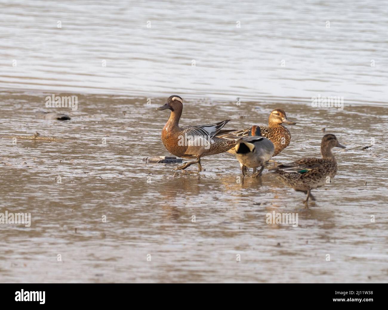 Garganey winter hi-res stock photography and images - Alamy