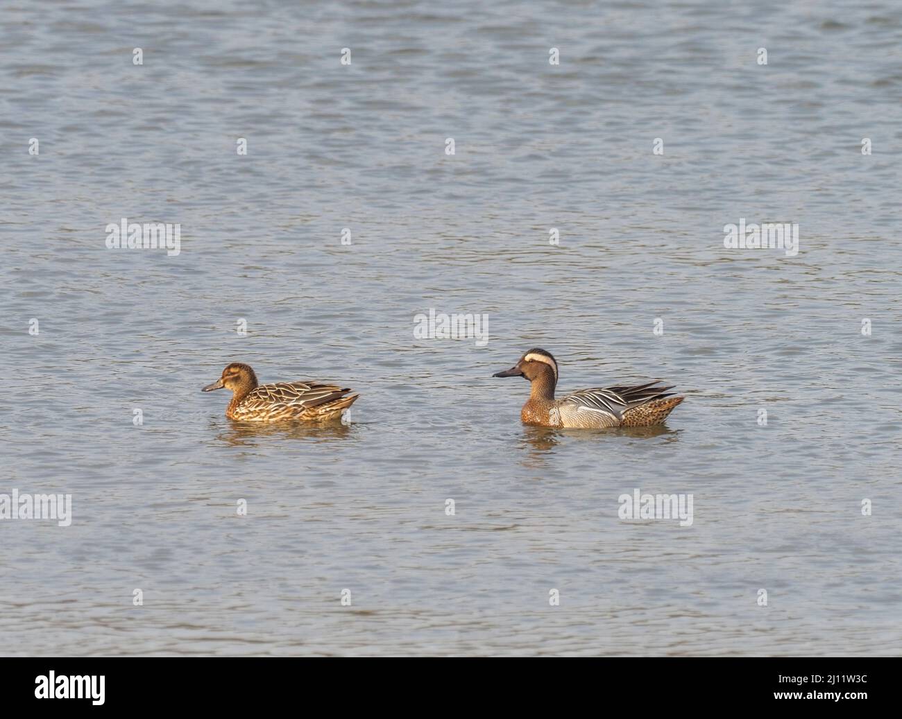 Garganey duck hi-res stock photography and images - Alamy