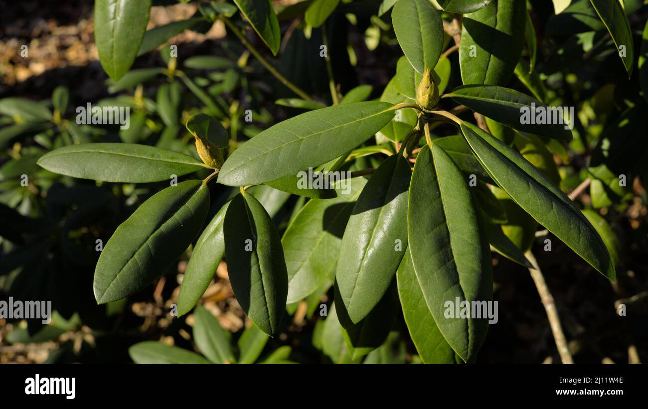 Rhododendron leaves and buds in a morning sunlight, first signs of ...
