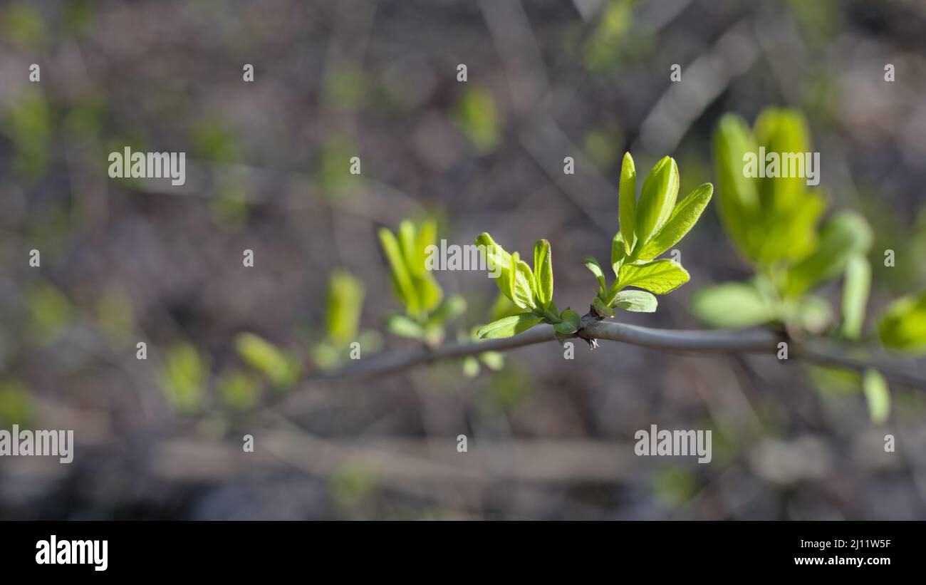 The first spring leaves, buds and branches, spring morning sunlight ...