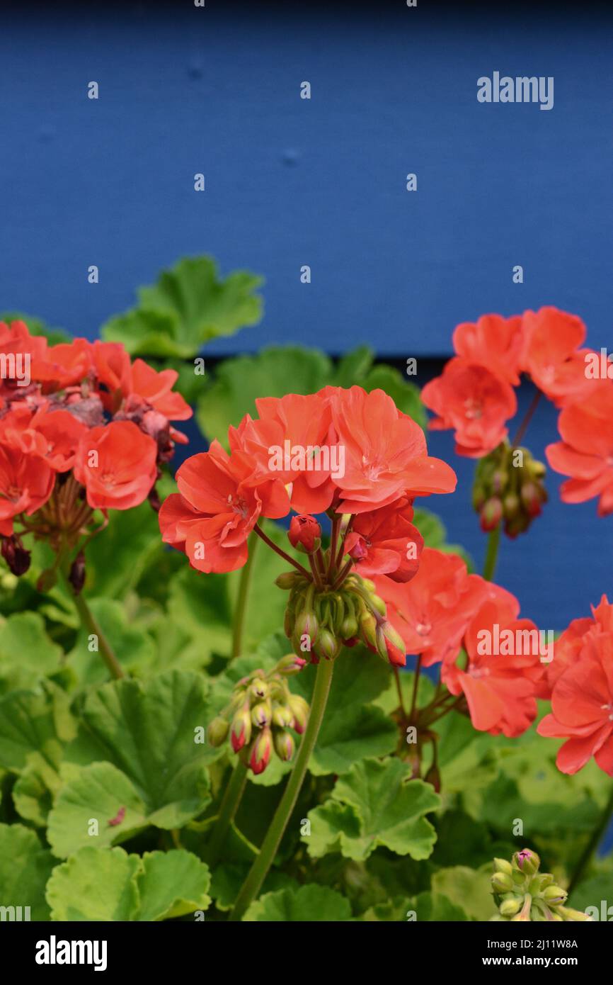 Red geraniums growing in a summer garden. Pictured against a blue sided ...