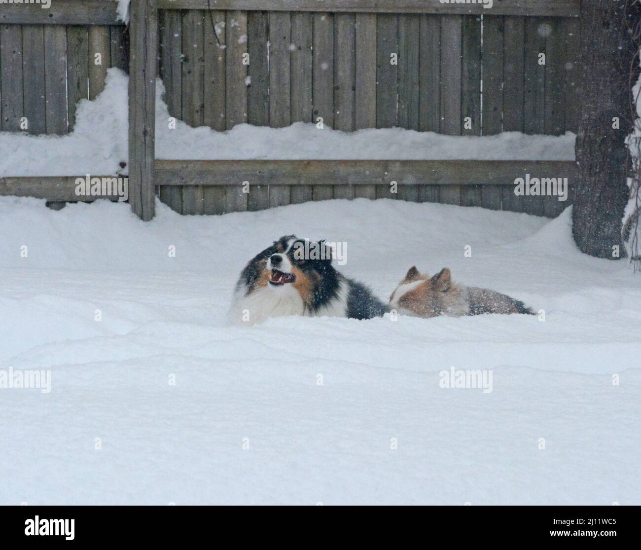 Two dogs playing in the deep snow. Shetland Sheepdogs (Shelties). The ...