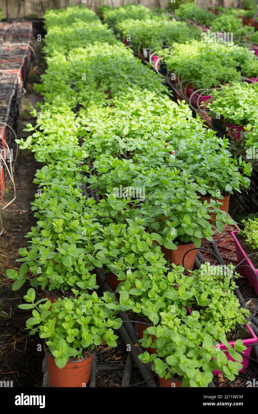 Mint growing in pots in greenhouse Stock Photo - Alamy