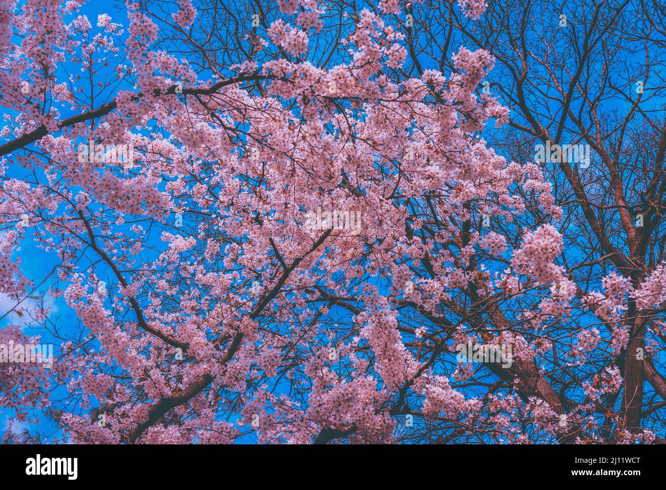 Blossoming Trees at Holland Park Stock Photo - Alamy