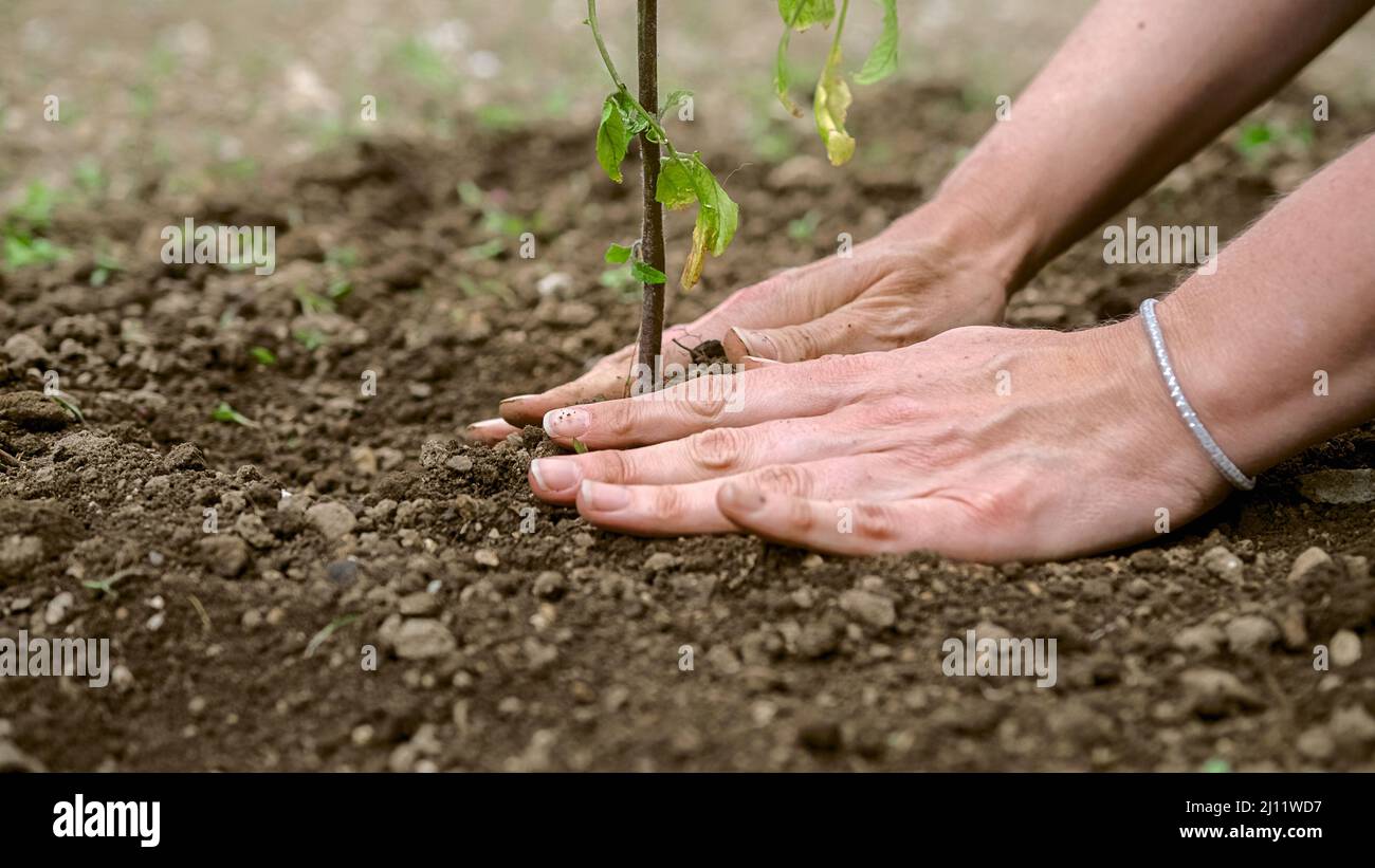 Female Caucasian hands gently mulching a freshly planted seedling and ...