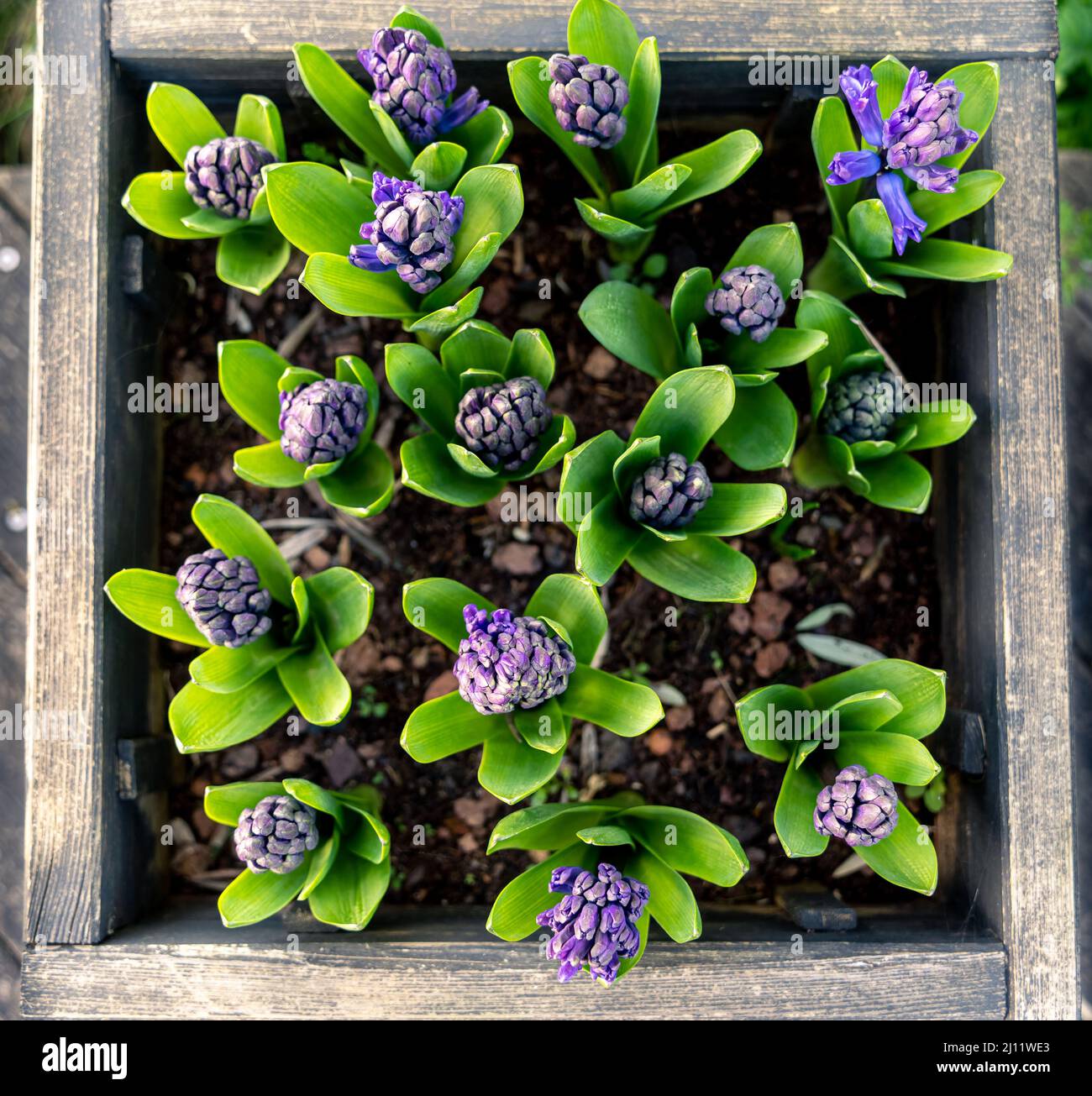 top view of purple hyacinth flowers in a square wooden pot Stock Photo ...