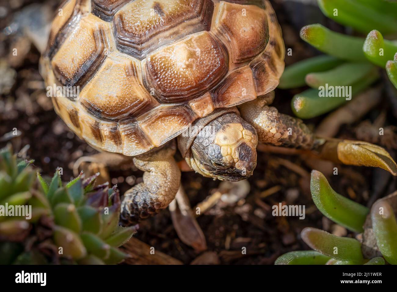 Baby Turtles Eating Fruit