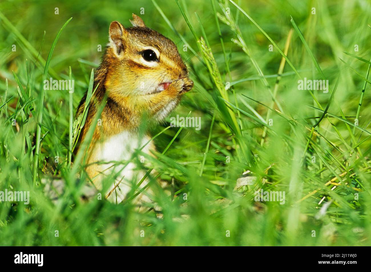 Eastern chipmunks hi-res stock photography and images - Alamy