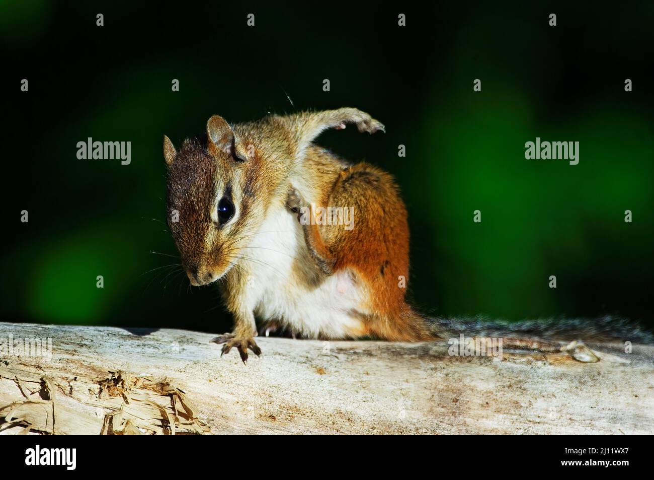 Eastern chipmunks hi-res stock photography and images - Alamy