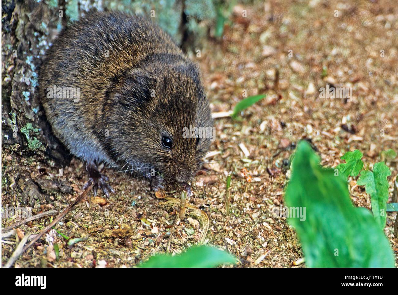 Mice foraging hi-res stock photography and images - Alamy