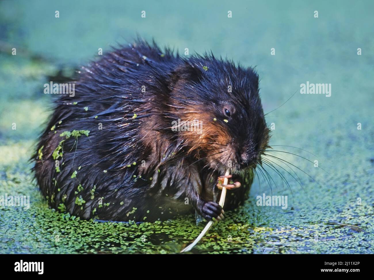 Muskrat feeding up close on duckweed covered pond Stock Photo - Alamy
