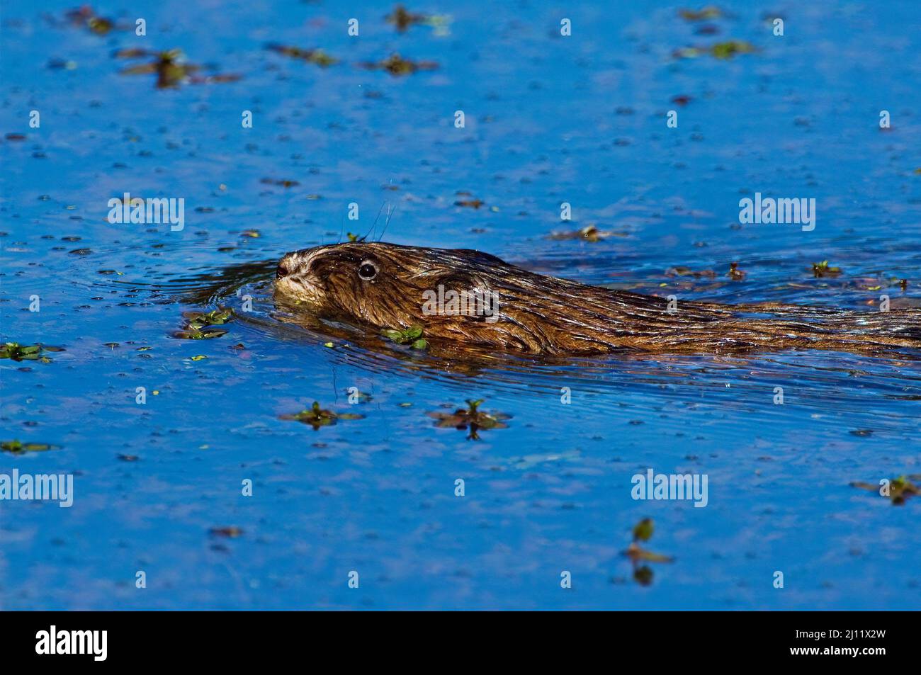 Muskrat muskrats hi-res stock photography and images - Alamy