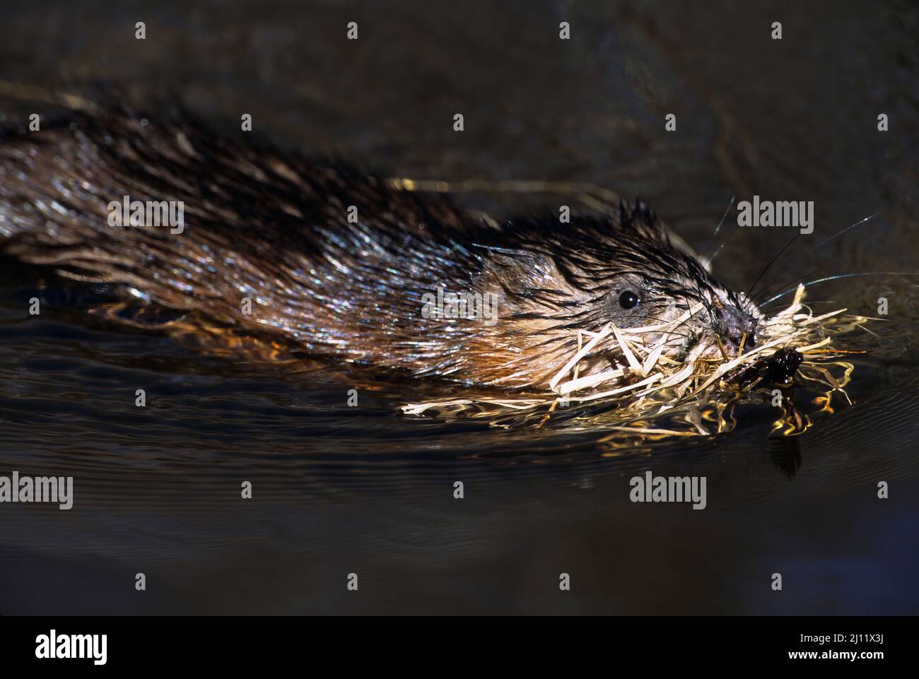 Muskrat with nesting material swimming on pond Stock Photo - Alamy