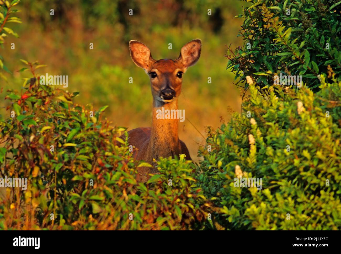 White-tailed deer off Skyline Drive at Big Meadows, Shenandoah National ...