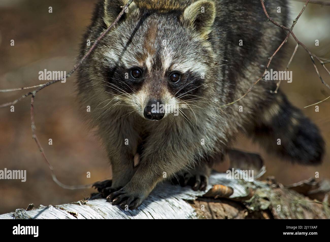 Native american raccoon hi-res stock photography and images - Alamy
