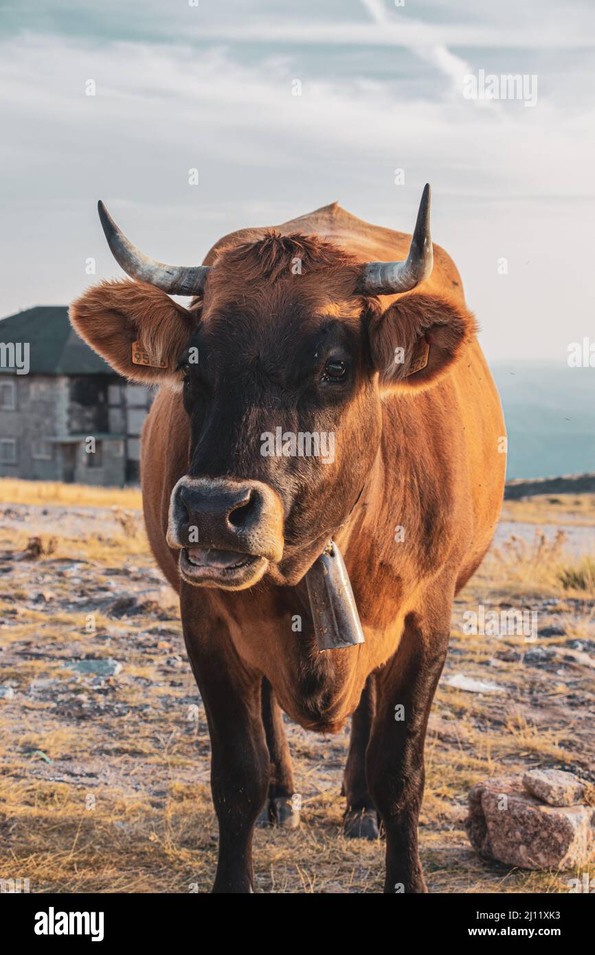Vertical shot brown bull hi-res stock photography and images - Alamy