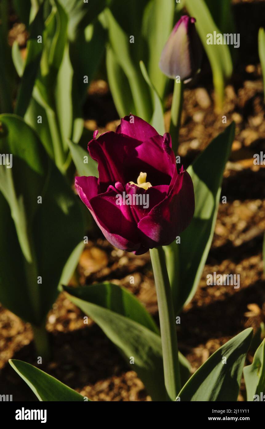 Single deep purple tulip of fine texture, beauty & inspiration Shining ...