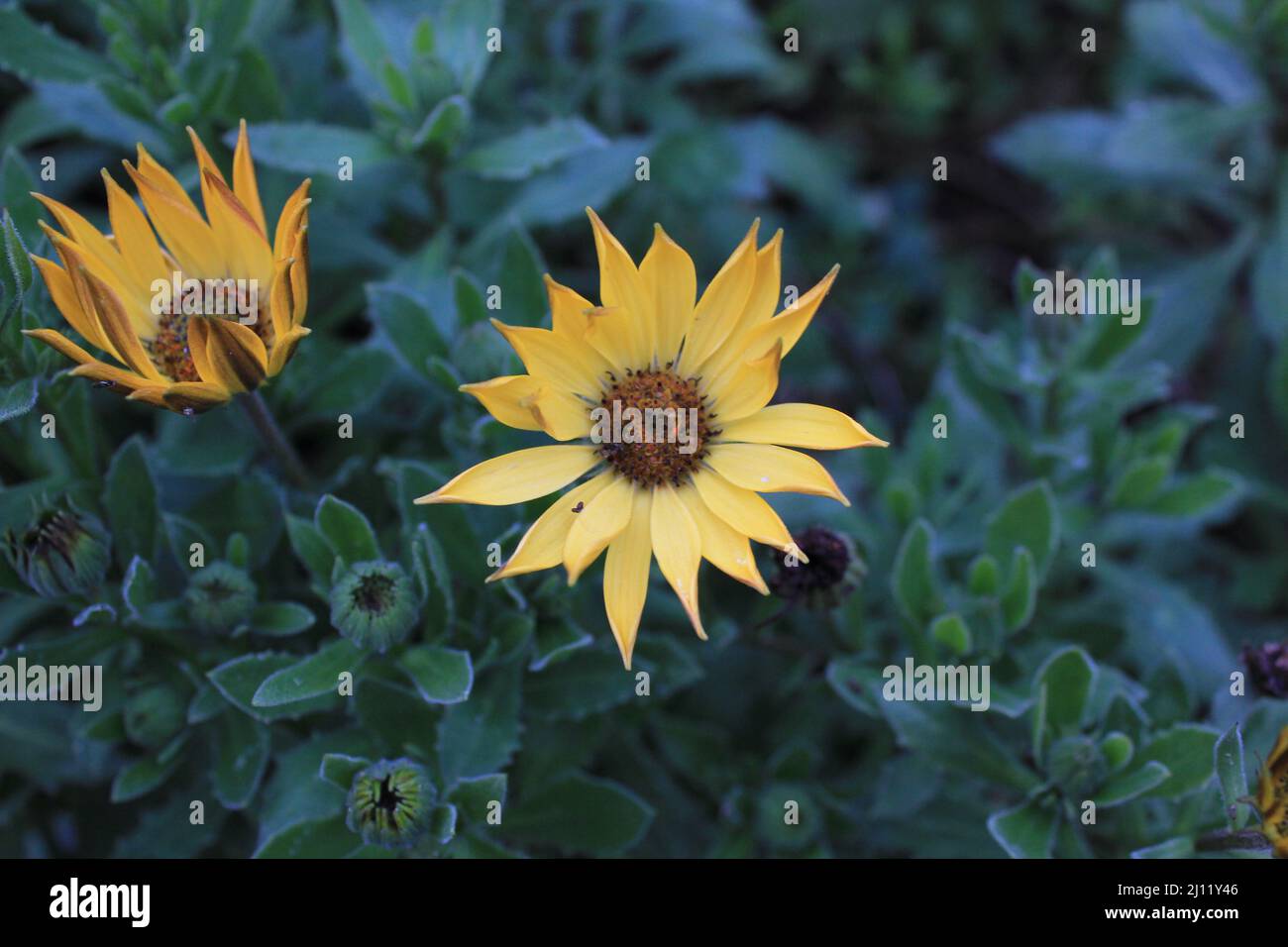 Little flowers yellow colors hi-res stock photography and images - Alamy