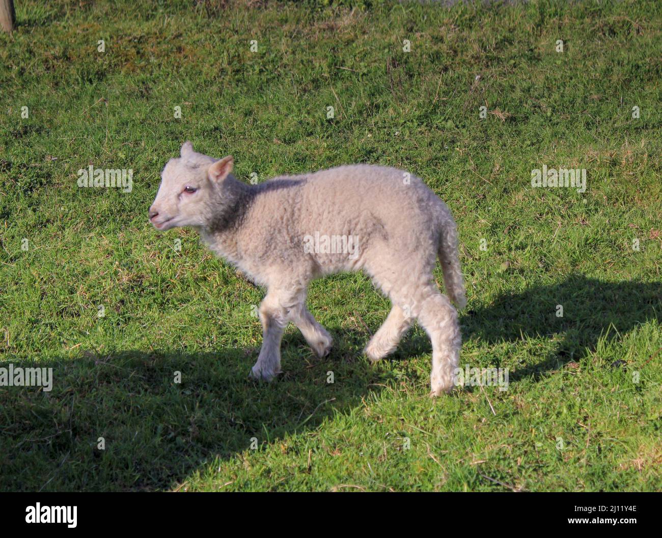Beautiful lamb enjoying nature Stock Photo - Alamy