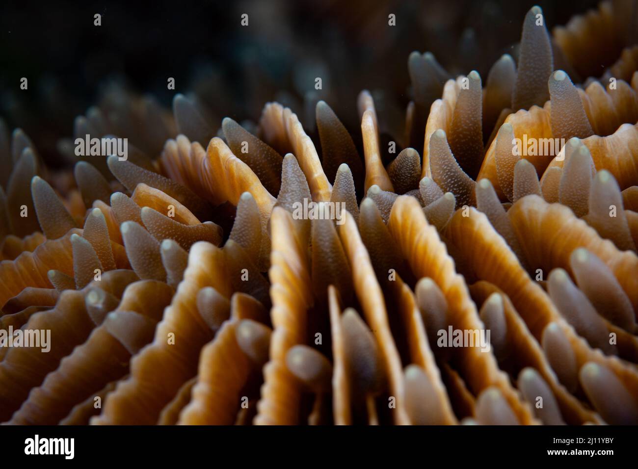 Detail of a mushroom coral, Fungia sp., growing on a coral reef in ...