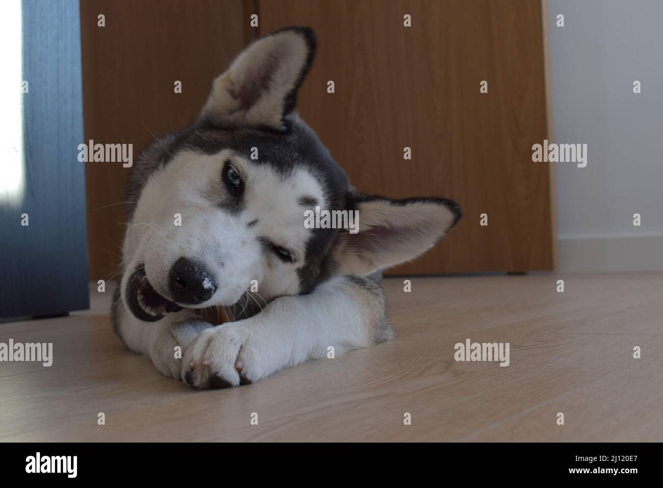 Cute husky lying on a room floor and eating Stock Photo - Alamy