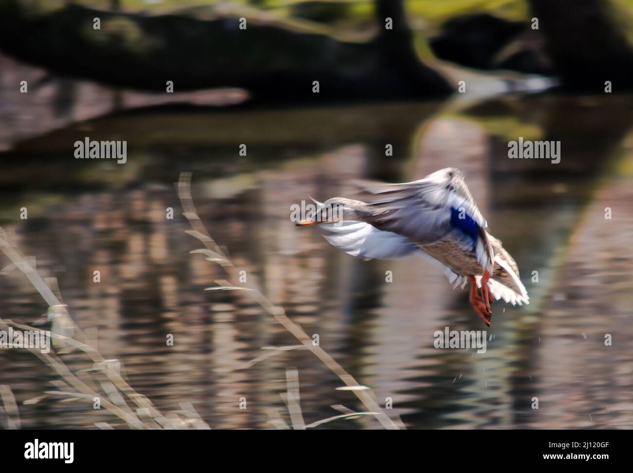 Shallow focus shot of a duck jumping over a small body of water Stock ...