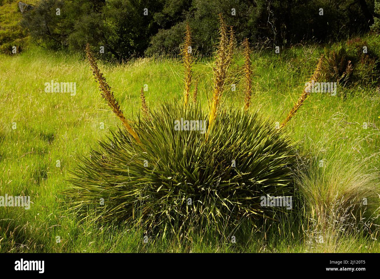 Golden speargrass hi-res stock photography and images - Alamy