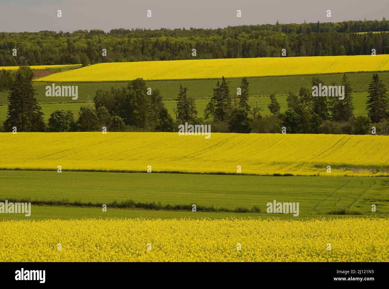 Mustard, planted on potato fields to reduce wireworm damage to crops ...