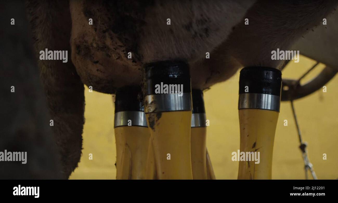 COW, cow being milked, 2021. © IFC Films /Courtesy Everett Collection ...