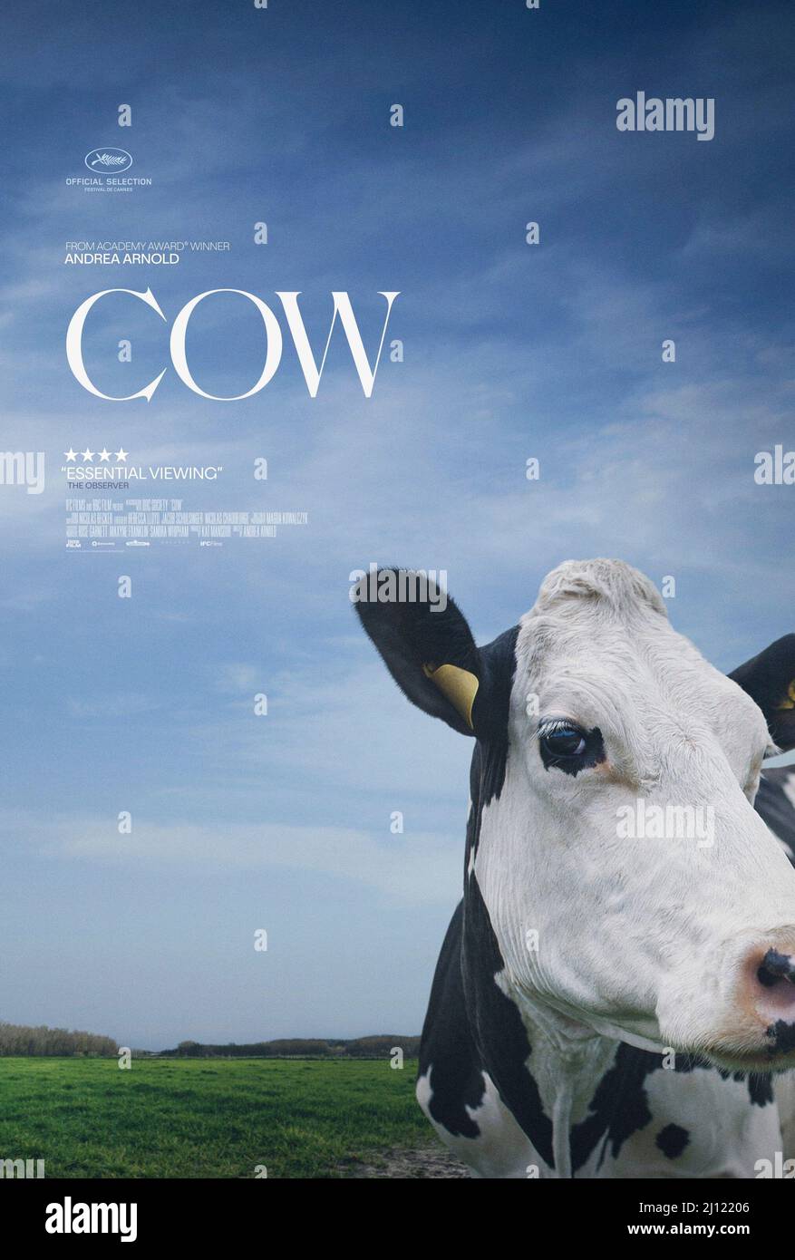 COW, US poster, 2021. © IFC Films /Courtesy Everett Collection Stock ...