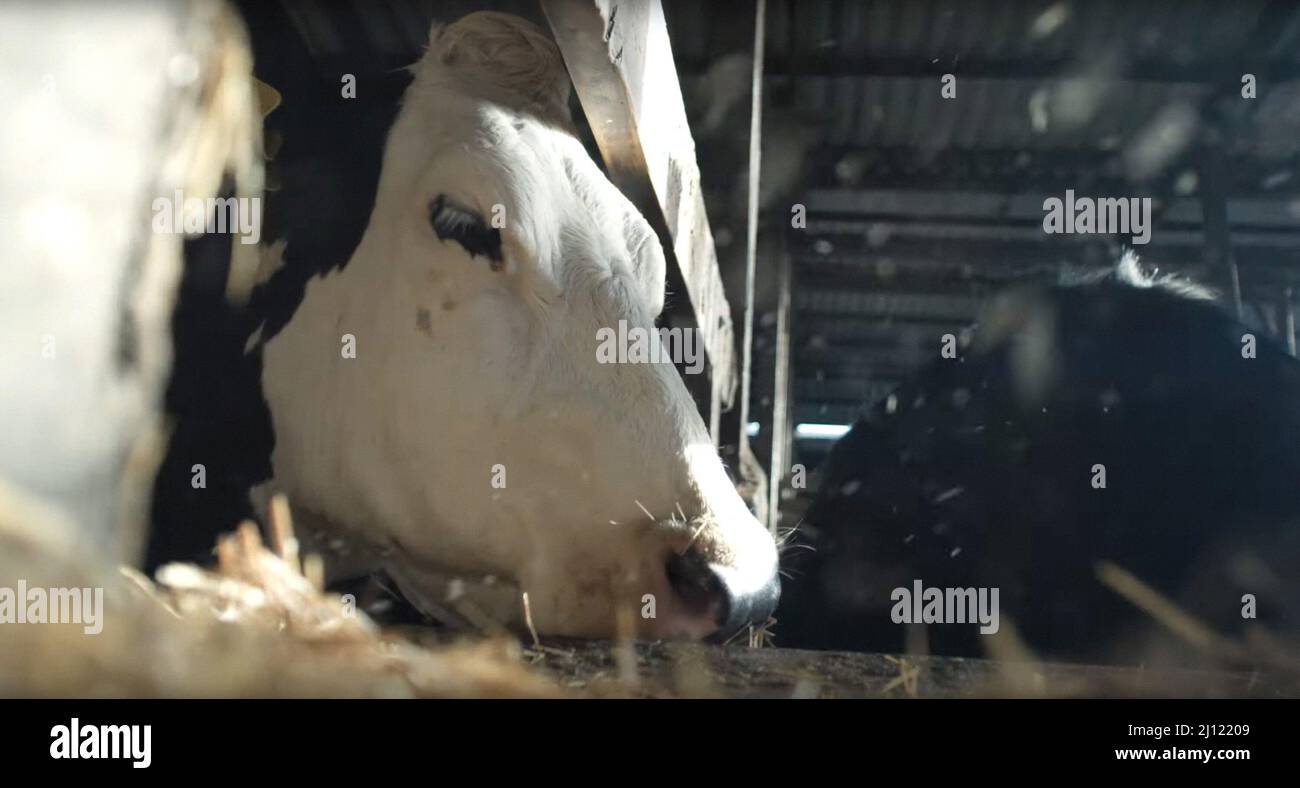 COW, 2021. © IFC Films /Courtesy Everett Collection Stock Photo - Alamy
