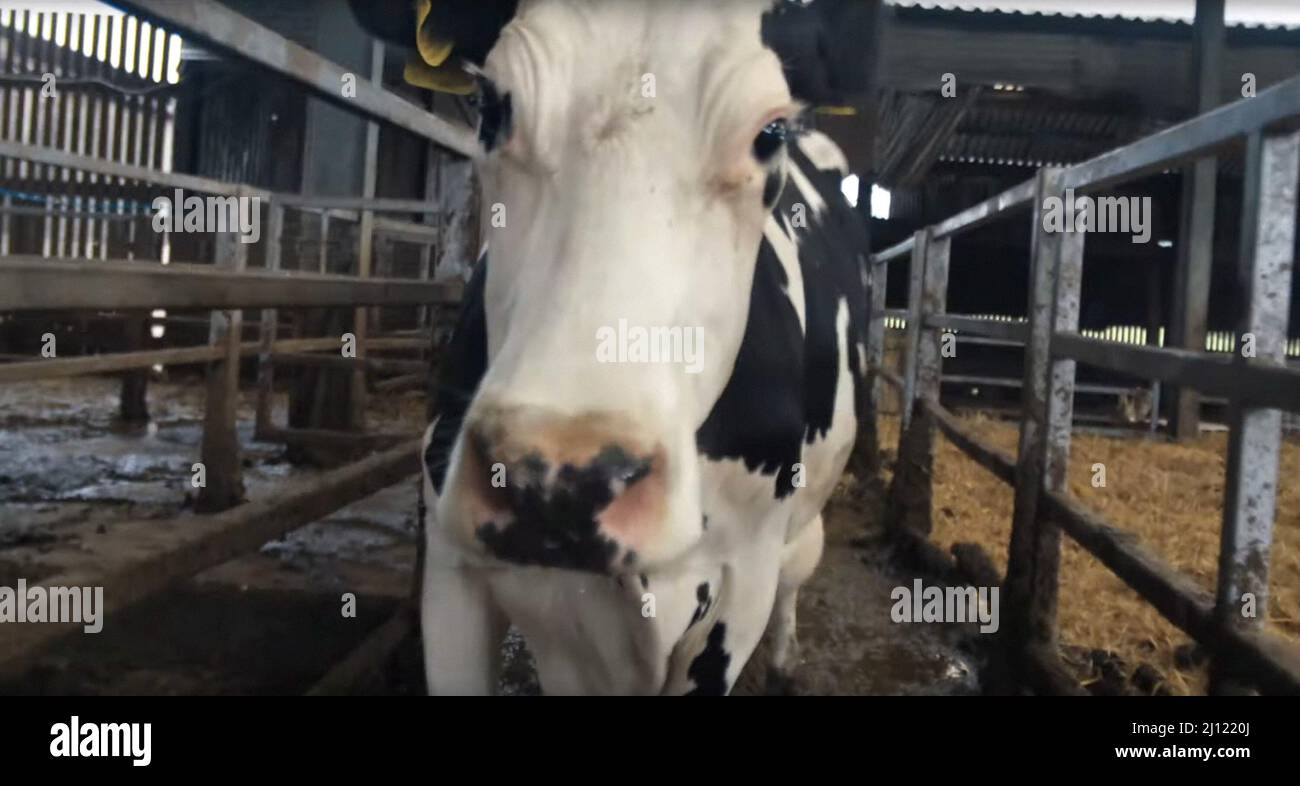 COW, 2021. © IFC Films /Courtesy Everett Collection Stock Photo - Alamy