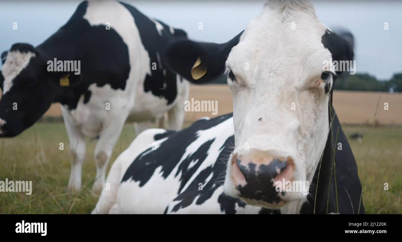 COW, 2021. © IFC Films /Courtesy Everett Collection Stock Photo - Alamy