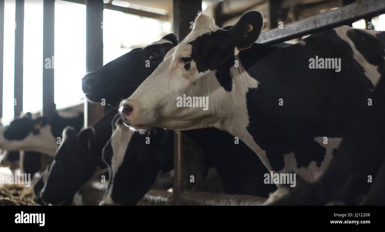 COW, 2021. © IFC Films /Courtesy Everett Collection Stock Photo - Alamy