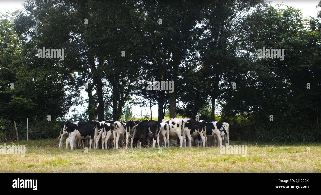 COW, 2021. © IFC Films /Courtesy Everett Collection Stock Photo - Alamy