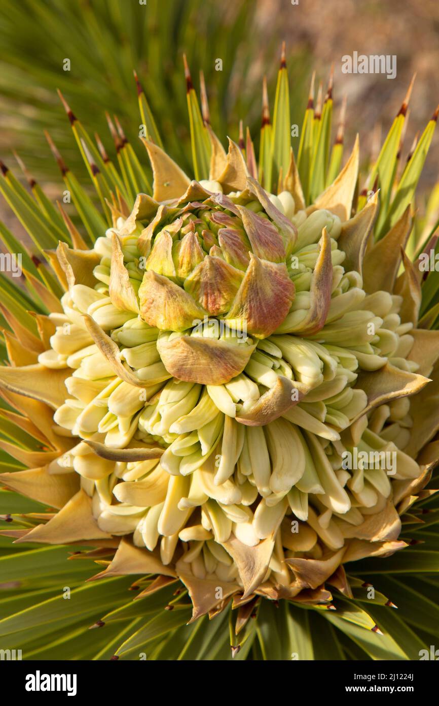 Joshua tree (Yucca brevifolia) bloom along Mustang Loop Trail, Red Rock ...