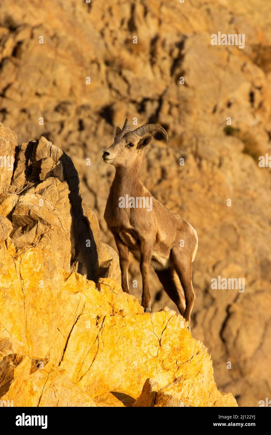 Bighorn sheep (Ovis canadensis), Walker Lake Recreation Area ...