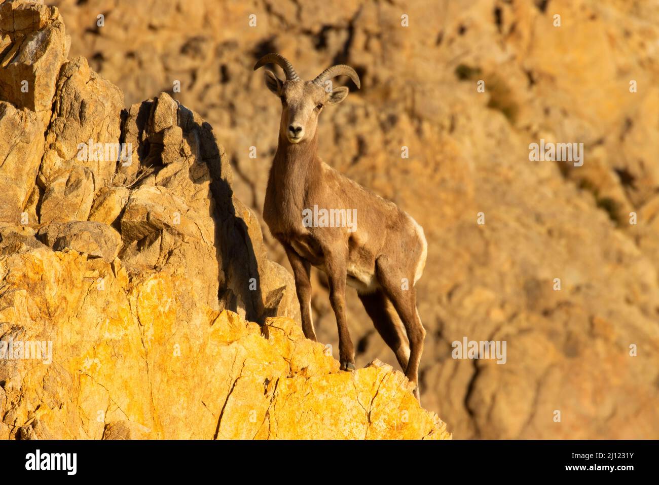 Bighorn sheep (Ovis canadensis), Walker Lake Recreation Area ...