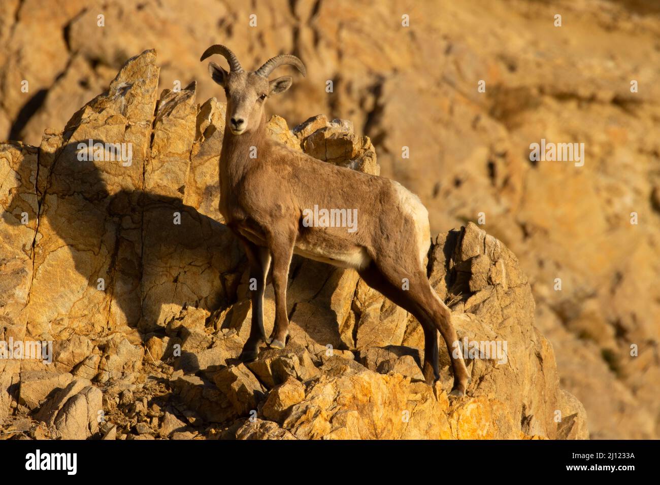 Bighorn sheep (Ovis canadensis), Walker Lake Recreation Area ...