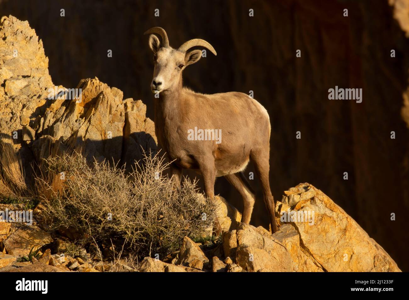 Bighorn sheep (Ovis canadensis), Walker Lake Recreation Area ...