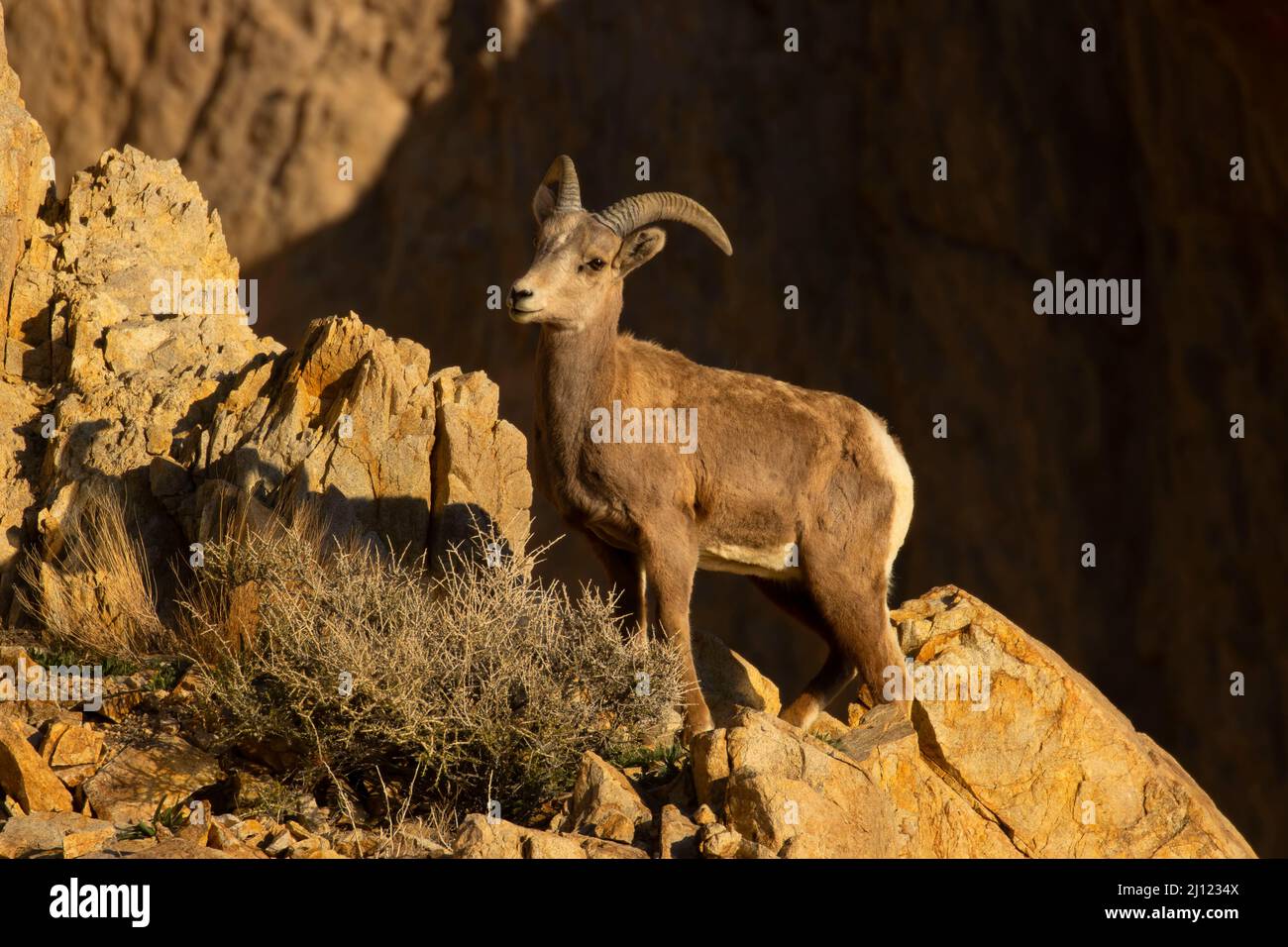Bighorn sheep (Ovis canadensis), Walker Lake Recreation Area ...