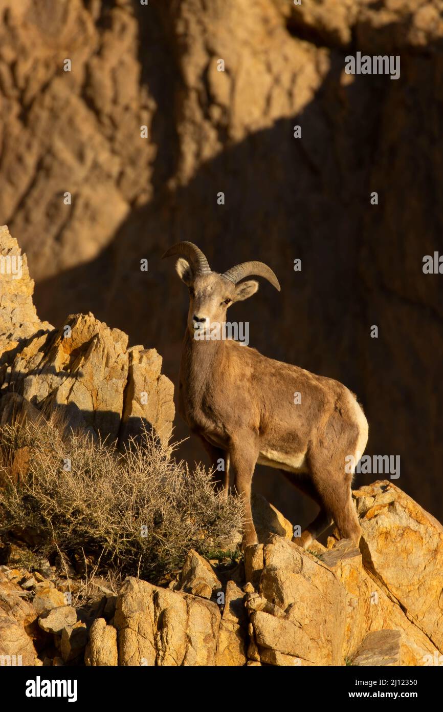 Bighorn sheep (Ovis canadensis), Walker Lake Recreation Area ...