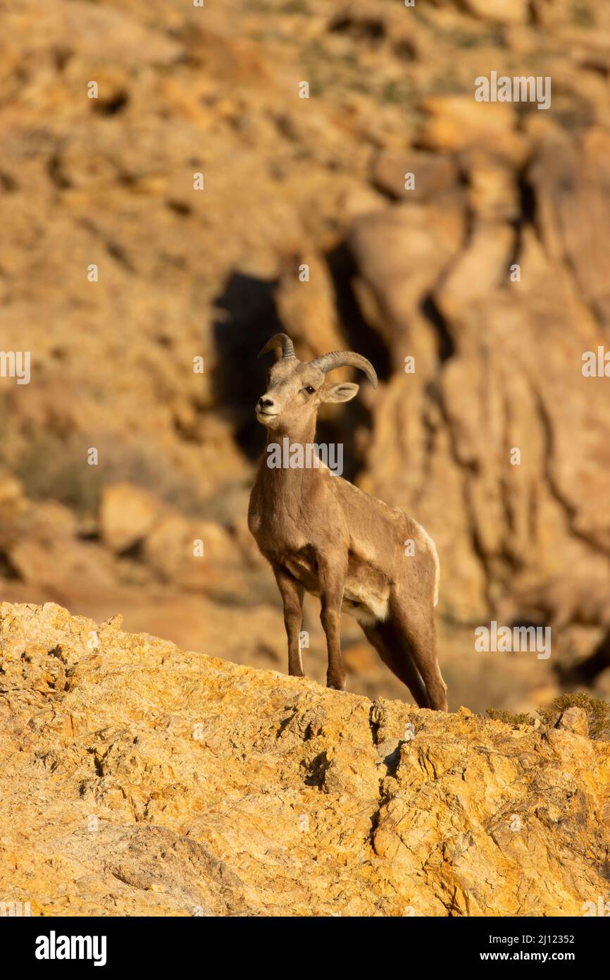 Bighorn sheep (Ovis canadensis), Walker Lake Recreation Area ...